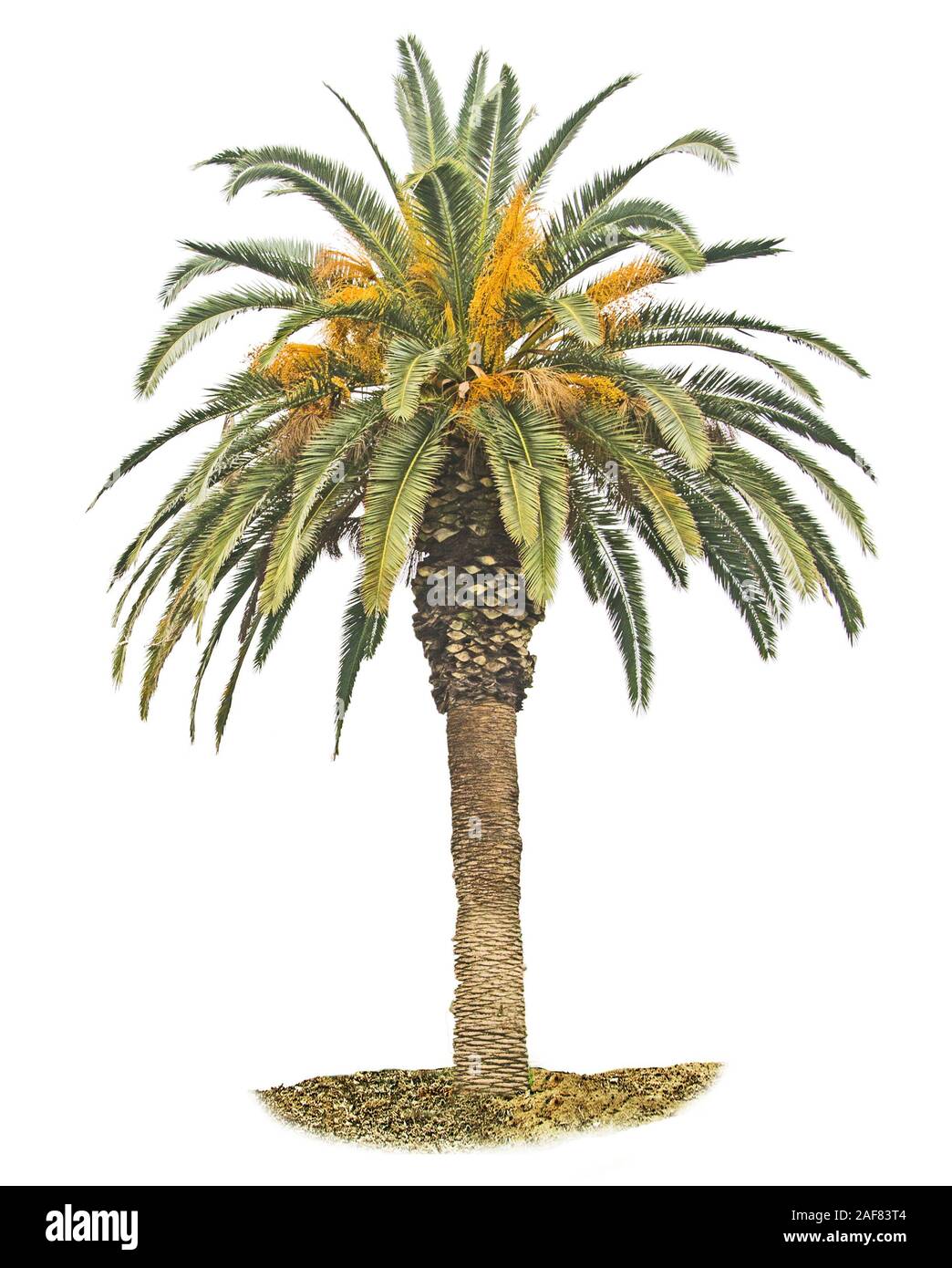 Date palm trunk Cut Out Stock Images & Pictures - Alamy