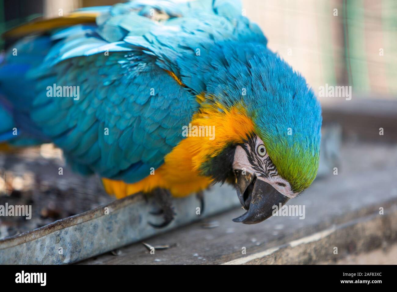 Colorful parrot in a cage at a zoo Stock Photo - Alamy