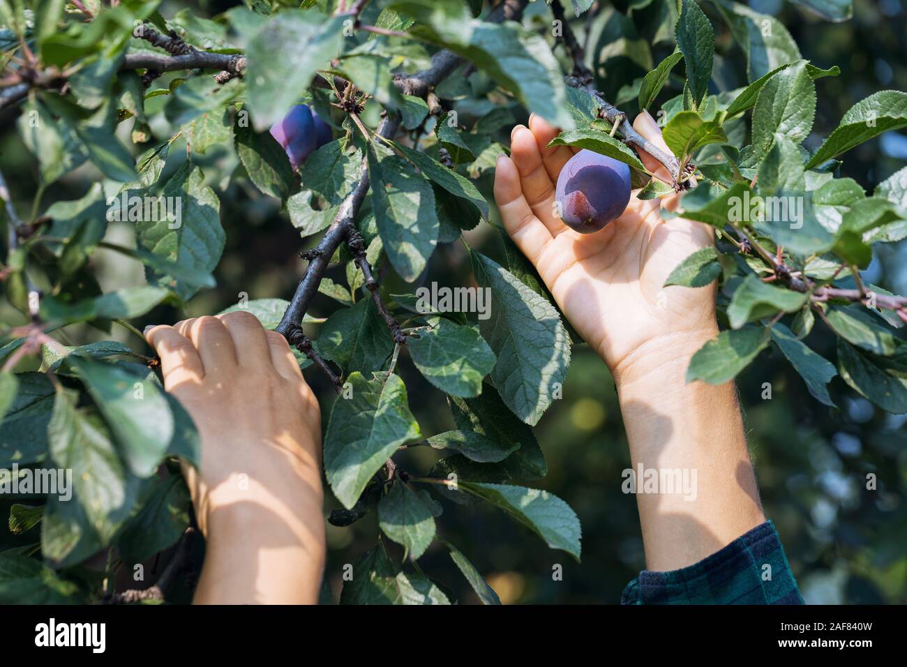 Prune In Hand