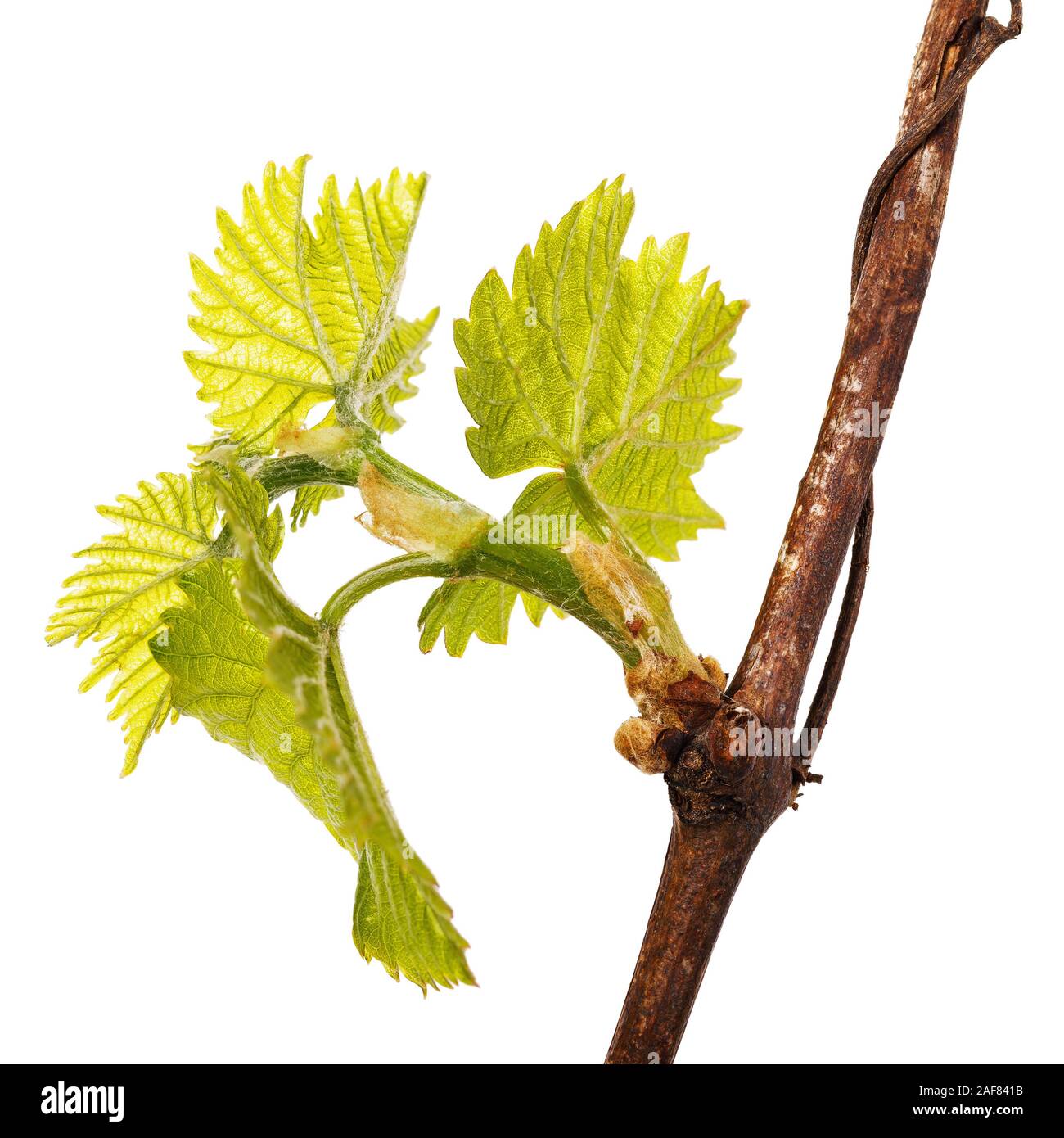 The first spring grape leaves isolated on white background Stock Photo ...