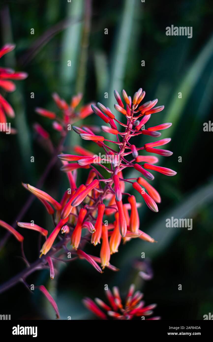 The hedgehog agave hi-res stock photography and images - Alamy