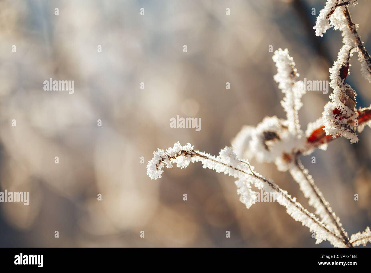 Winter landscape with frosty trees and bushes Stock Photo - Alamy