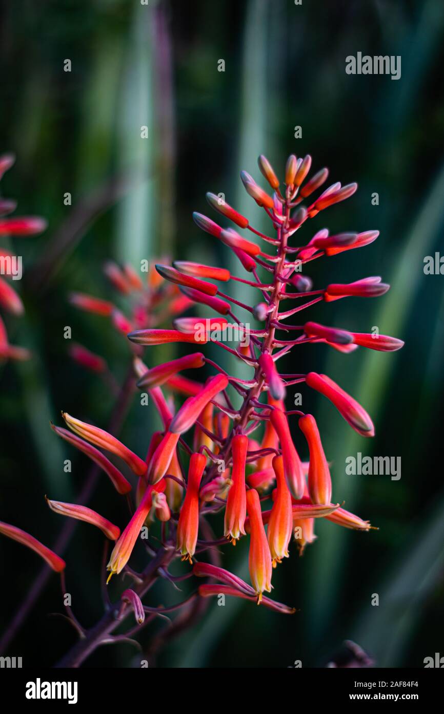 The hedgehog agave hi-res stock photography and images - Alamy