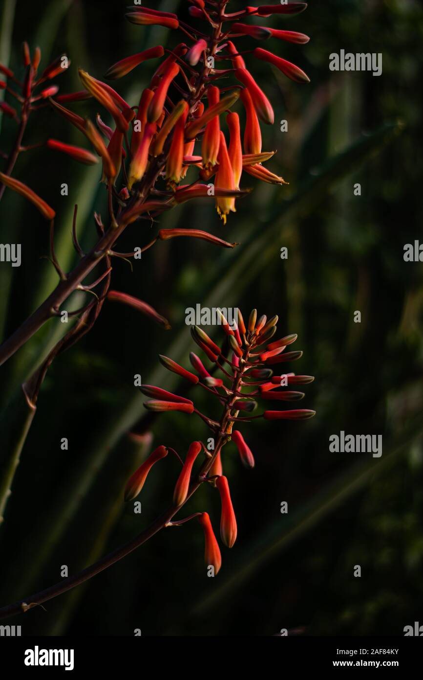 The Green Agave and Red Flower Stock Photo - Alamy