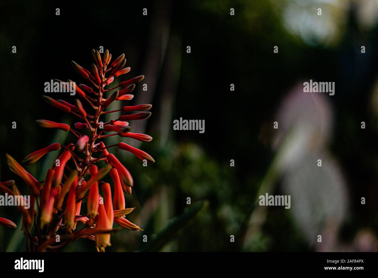 Bright Red Agave High Resolution Stock Photography and Images - Alamy