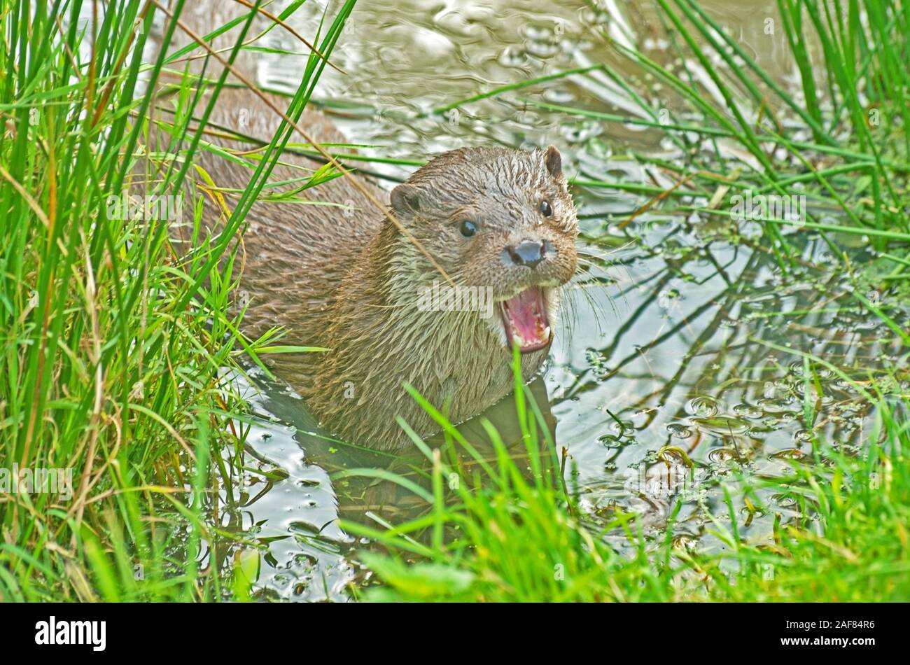 Surrey wildlife centre hi-res stock photography and images - Alamy