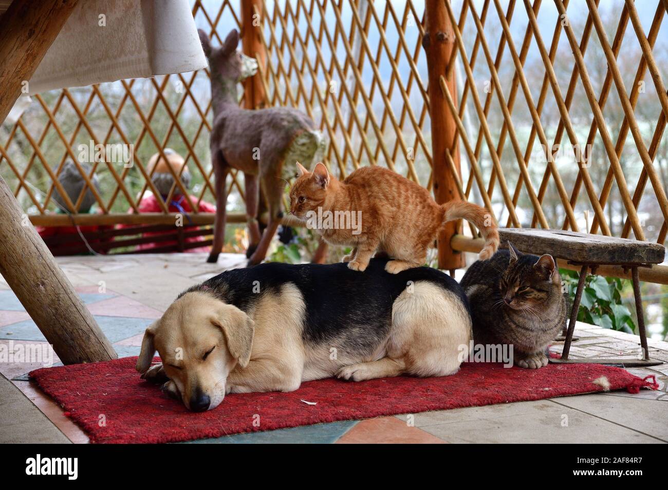 Dog and cat to snuggle in animal love best friends Stock Photo - Alamy
