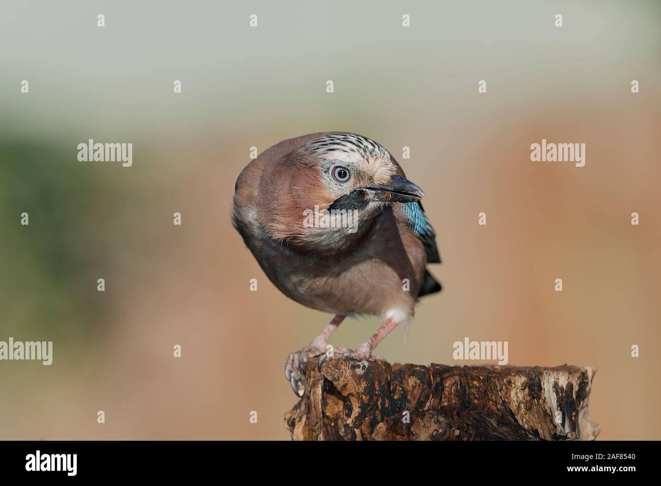 The Eurasian jay is a species of bird occurring over a vast region from ...
