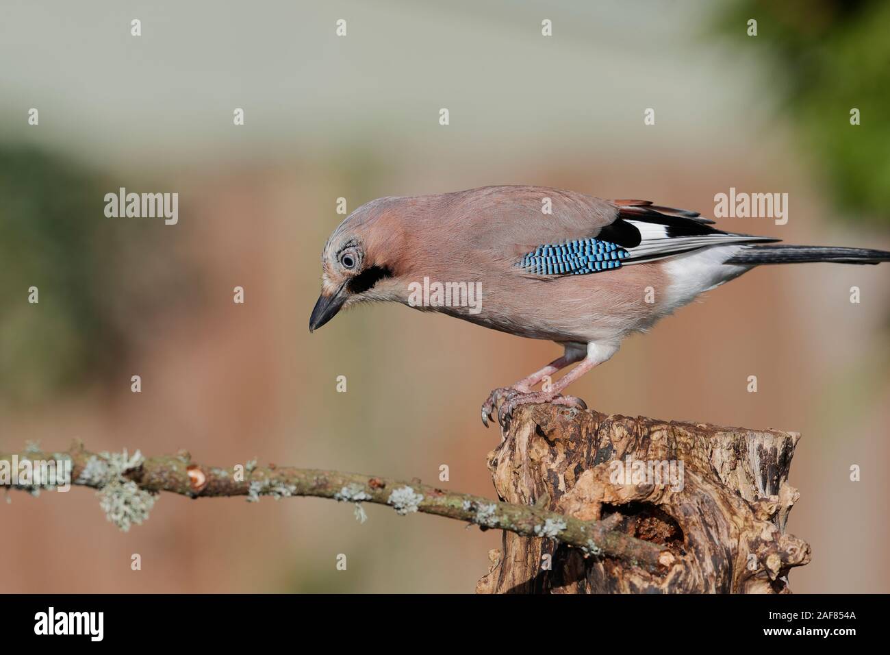 The Eurasian jay is a species of bird occurring over a vast region from ...