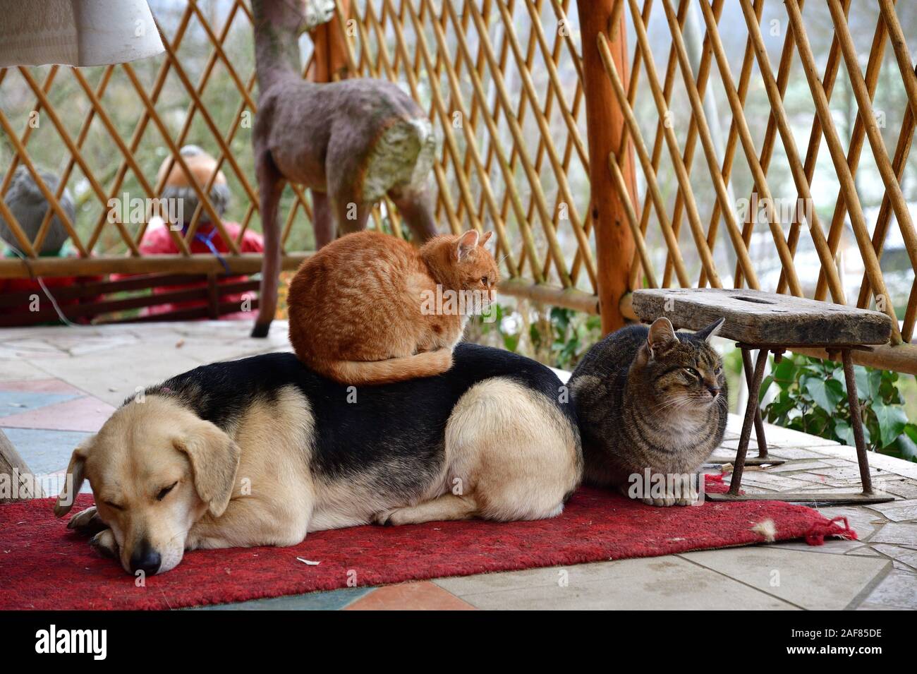 Dog and cat to snuggle in animal love best friends Stock Photo - Alamy