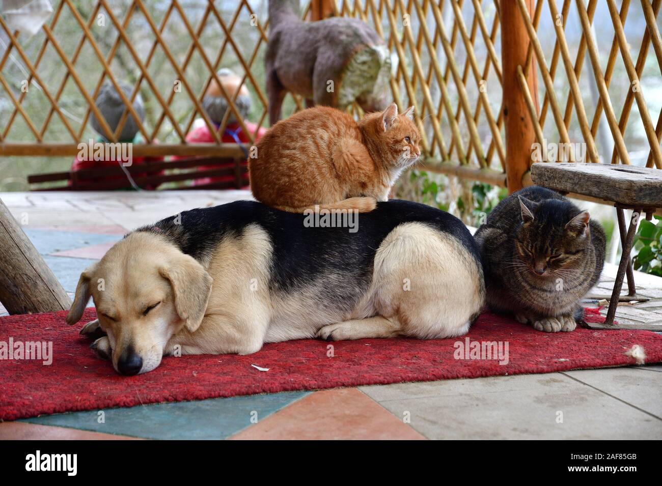 Dog and cat to snuggle in animal love best friends Stock Photo - Alamy