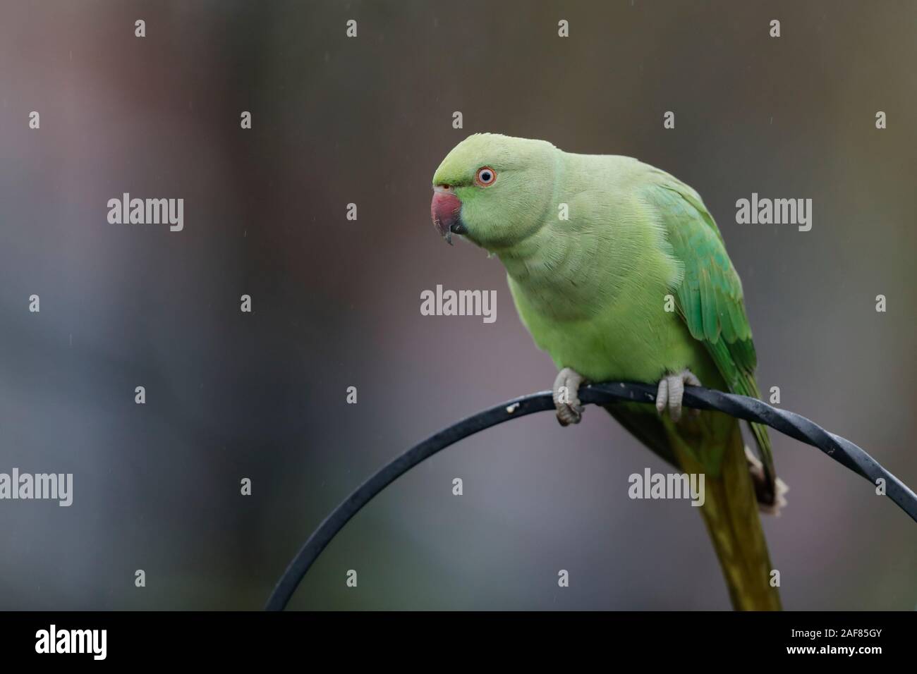 The rose-ringed parakeet, also known as the ring-necked parakeet, is a ...