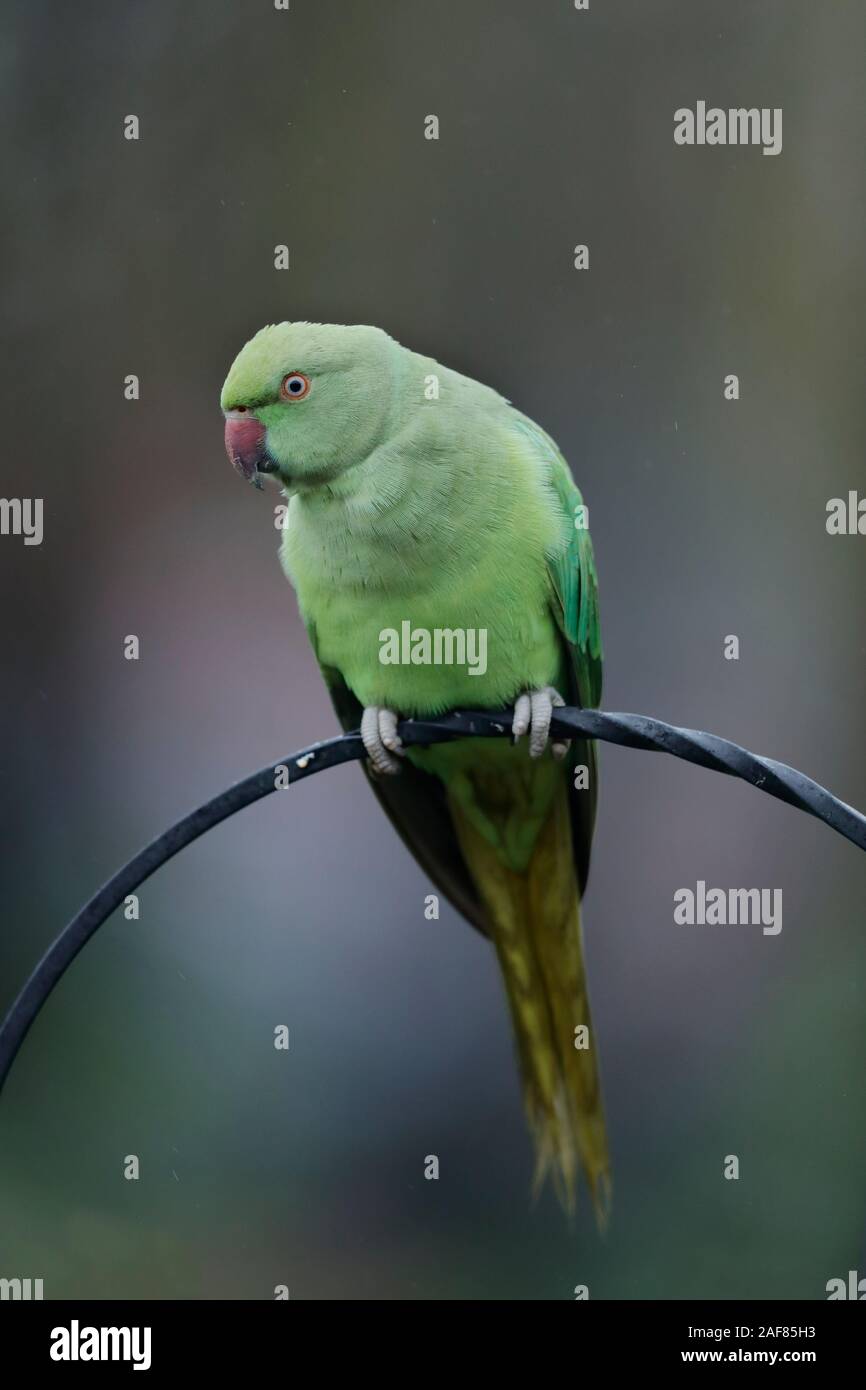 The rose-ringed parakeet, also known as the ring-necked parakeet, is a ...