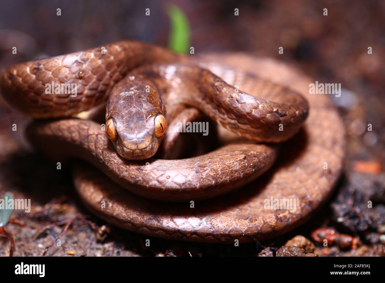 The keeled slug-eating snake, Pareas carinatus, is a species of snake ...