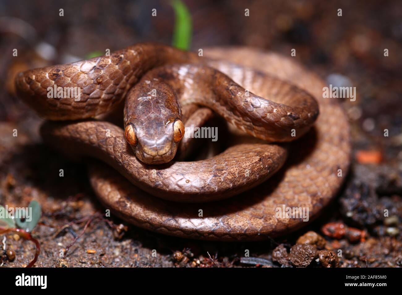 The keeled slug-eating snake, Pareas carinatus, is a species of snake ...