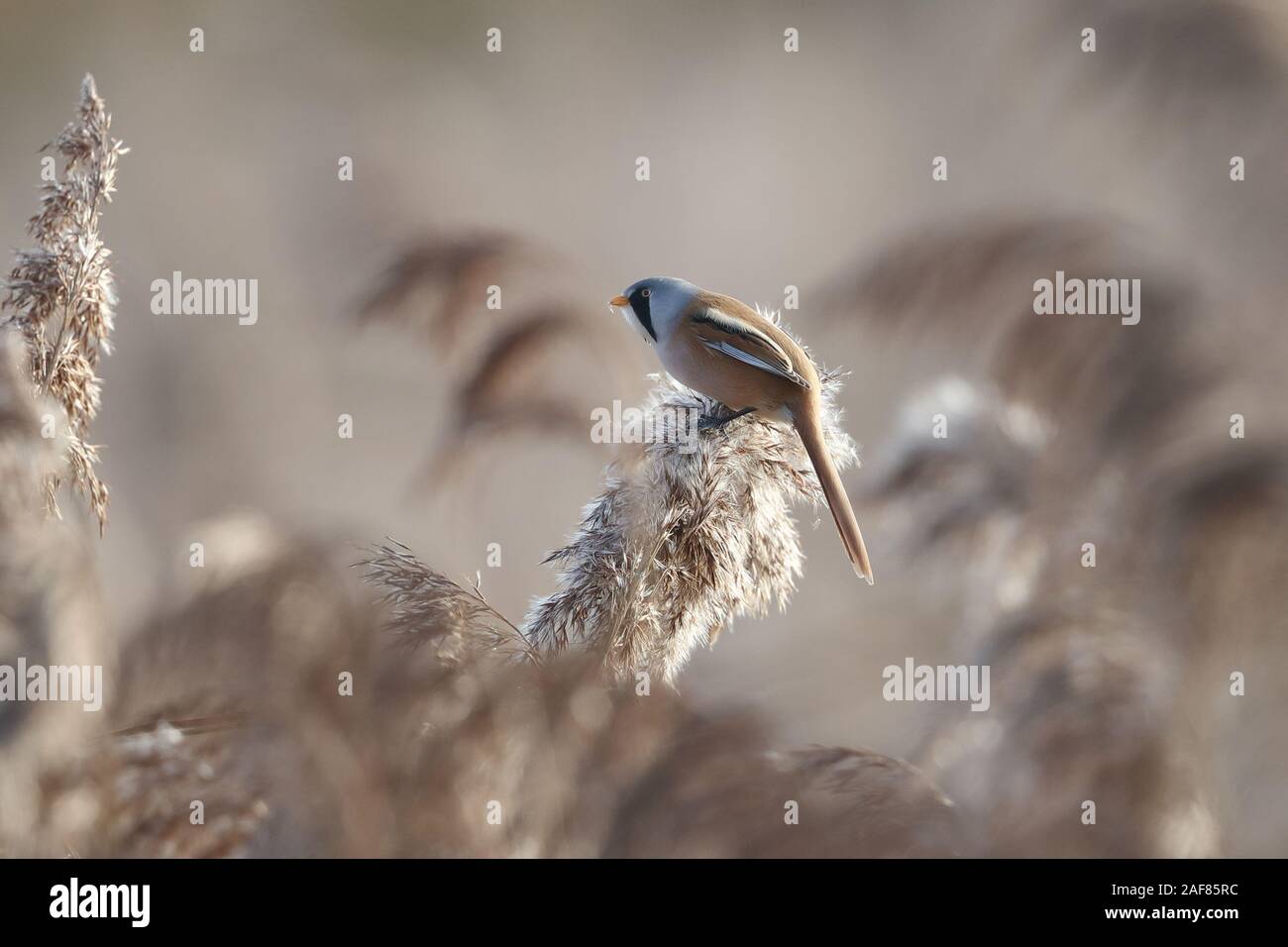 The bearded reedling is a small, sexually dimorphic reed-bed passerine ...