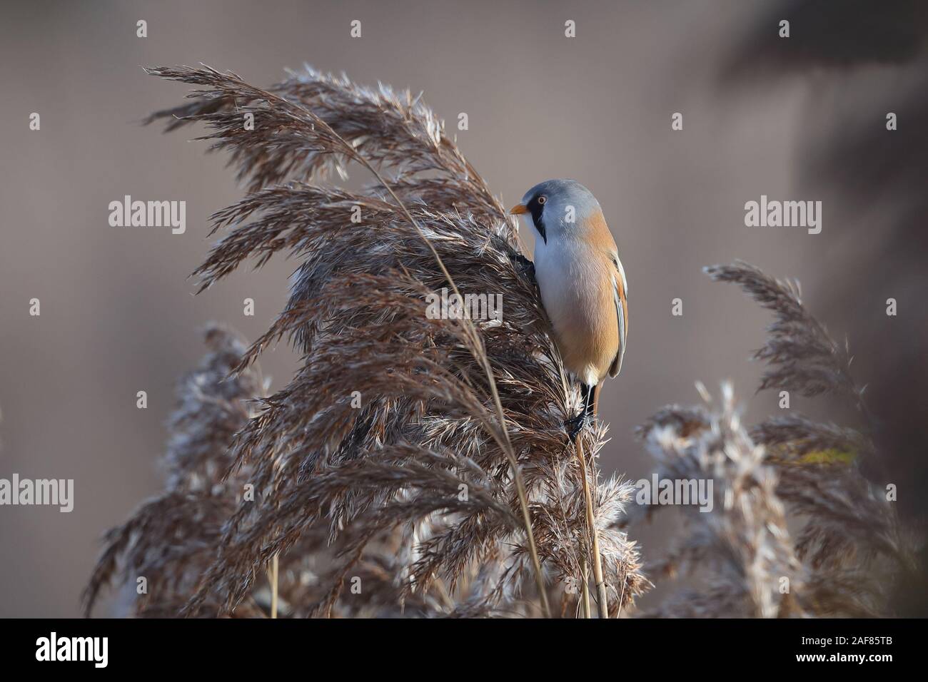 The bearded reedling is a small, sexually dimorphic reed-bed passerine ...