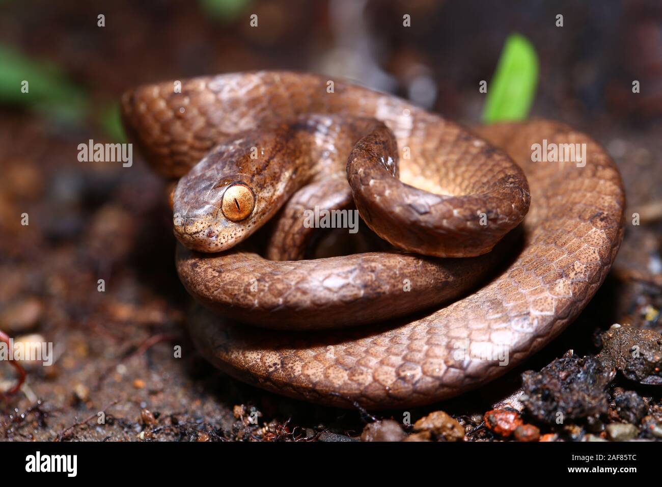 The keeled slug-eating snake, Pareas carinatus, is a species of snake ...