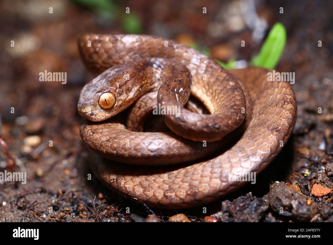 The keeled slug-eating snake, Pareas carinatus, is a species of snake ...