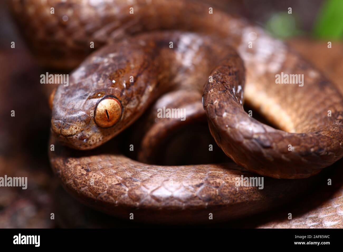 The keeled slug-eating snake, Pareas carinatus, is a species of snake ...