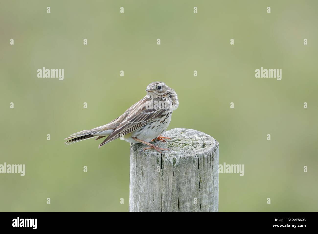 The meadow pipit is a small passerine bird which breeds in much of ...