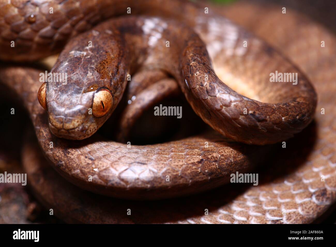 The keeled slug-eating snake, Pareas carinatus, is a species of snake ...