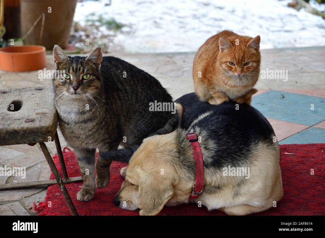 Dog and cat to snuggle in animal love best friends Stock Photo - Alamy
