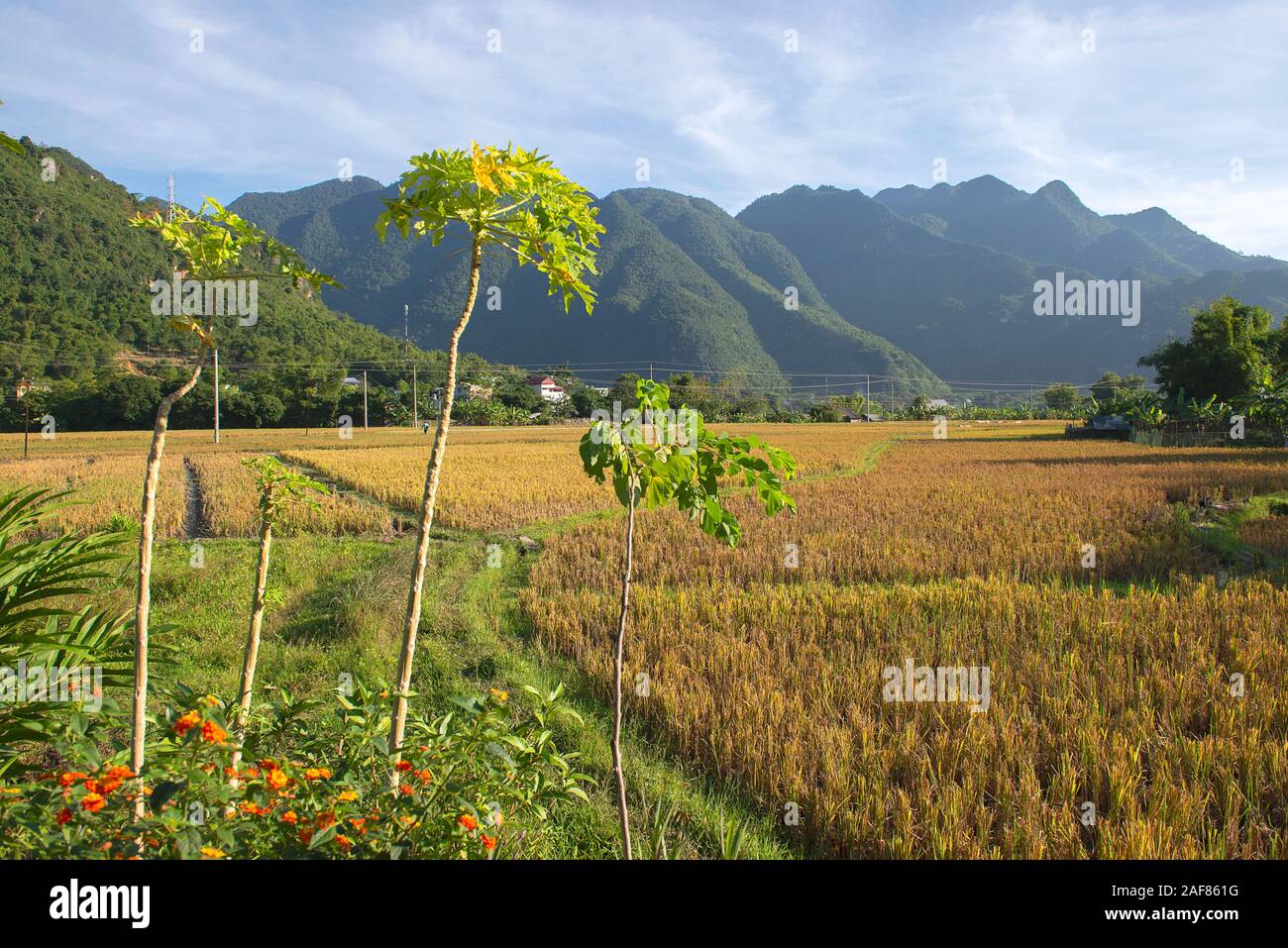 Vietnam mai chau valley hi-res stock photography and images - Alamy