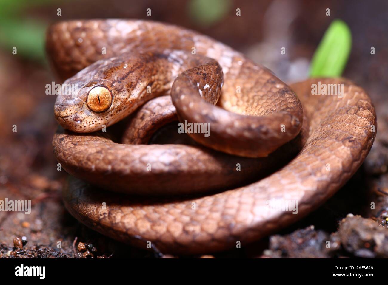 The keeled slug-eating snake, Pareas carinatus, is a species of snake ...