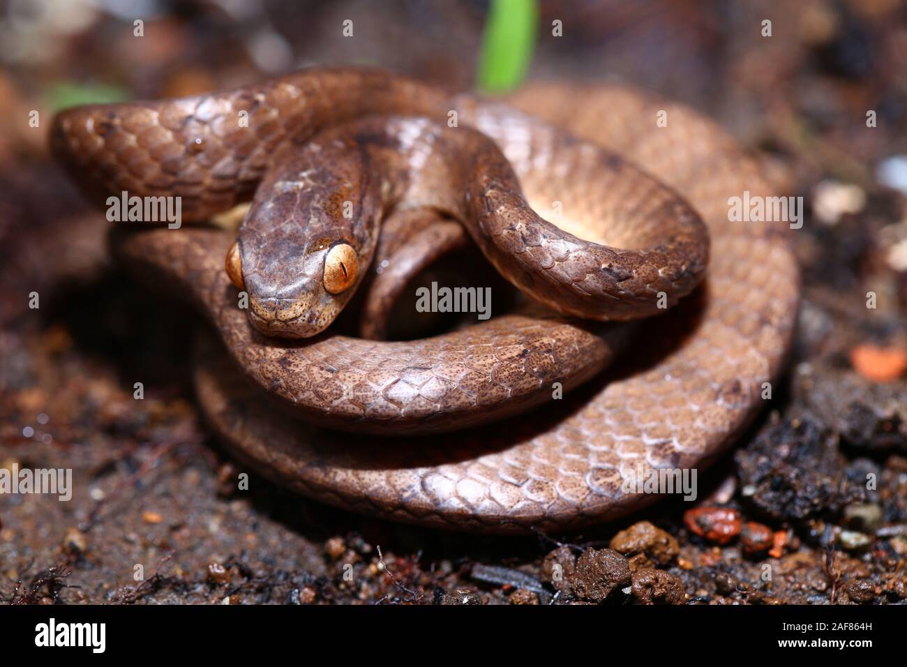 The keeled slug-eating snake, Pareas carinatus, is a species of snake ...