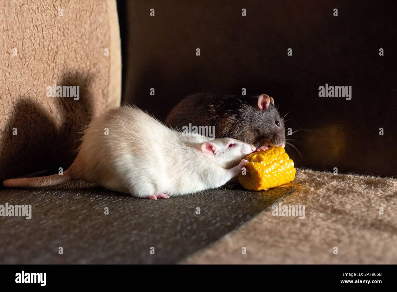 Two rats black and white eat corn Stock Photo - Alamy