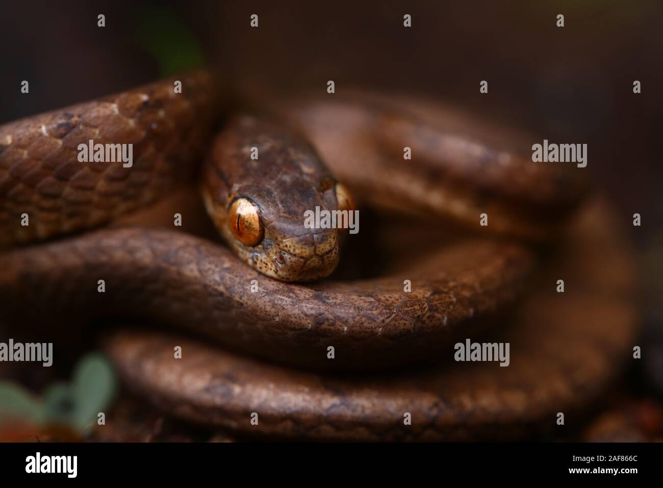 The keeled slug-eating snake, Pareas carinatus, is a species of snake ...