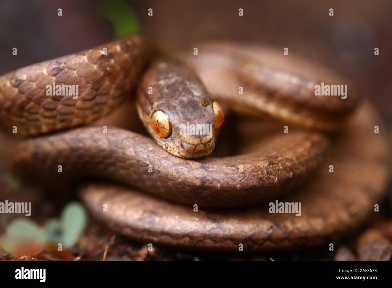 The keeled slug-eating snake, Pareas carinatus, is a species of snake ...