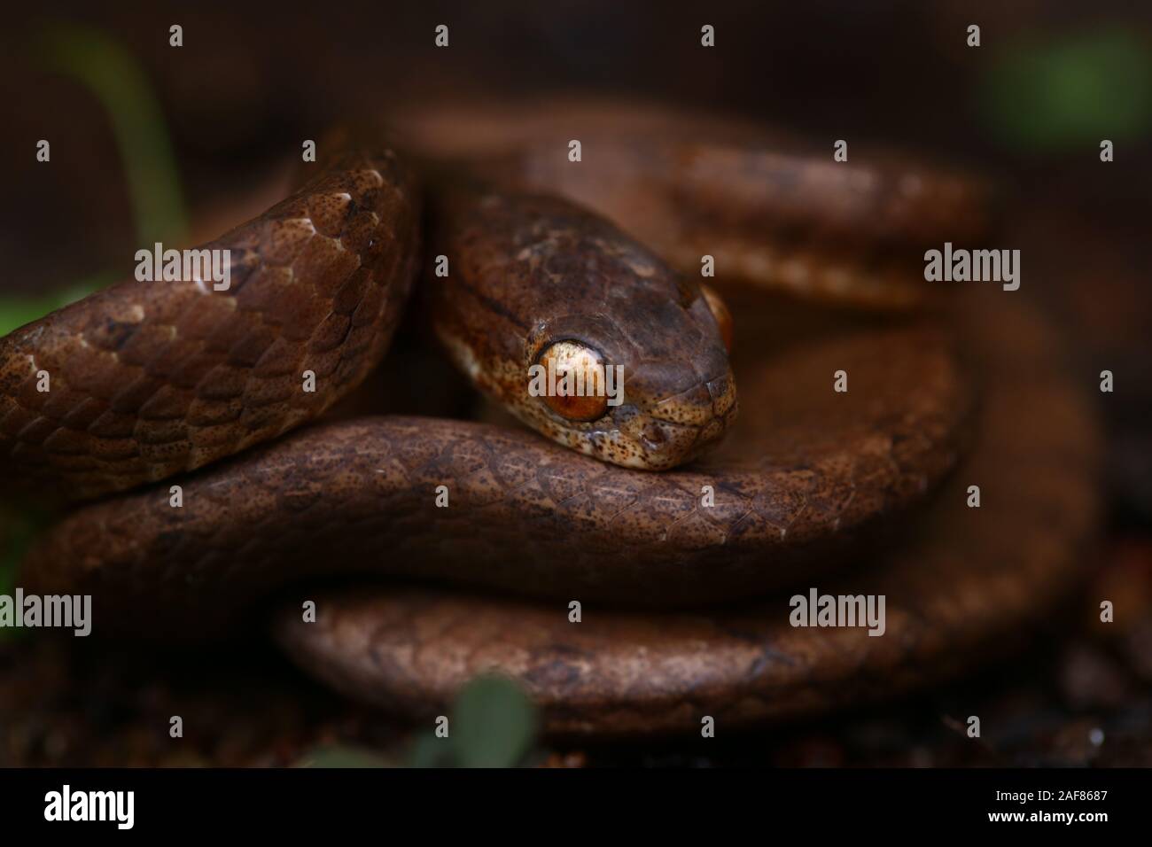 The keeled slug-eating snake, Pareas carinatus, is a species of snake ...