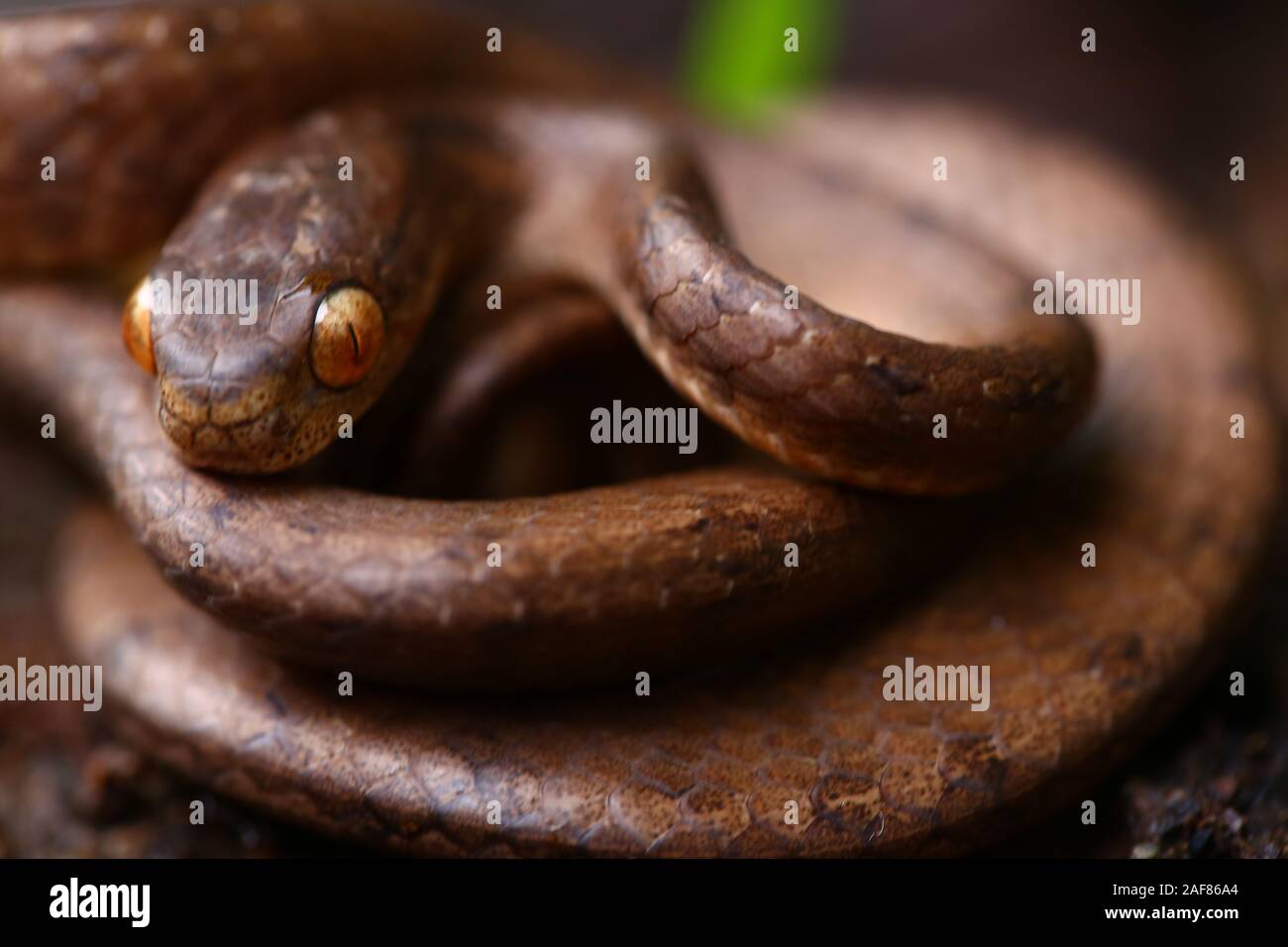 The keeled slug-eating snake, Pareas carinatus, is a species of snake ...