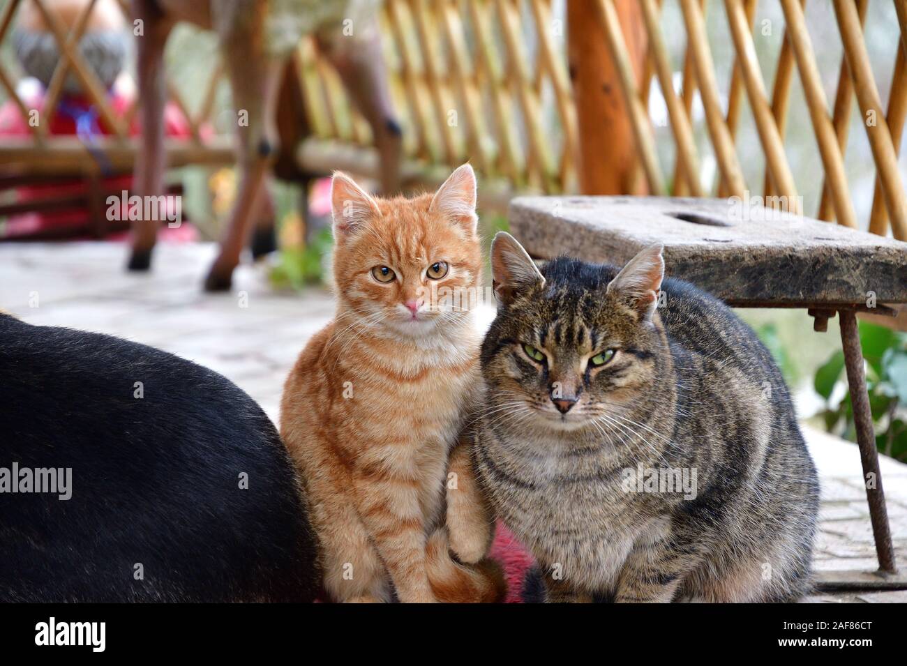 Dog and two cats to snuggle each other as best friends Stock Photo - Alamy