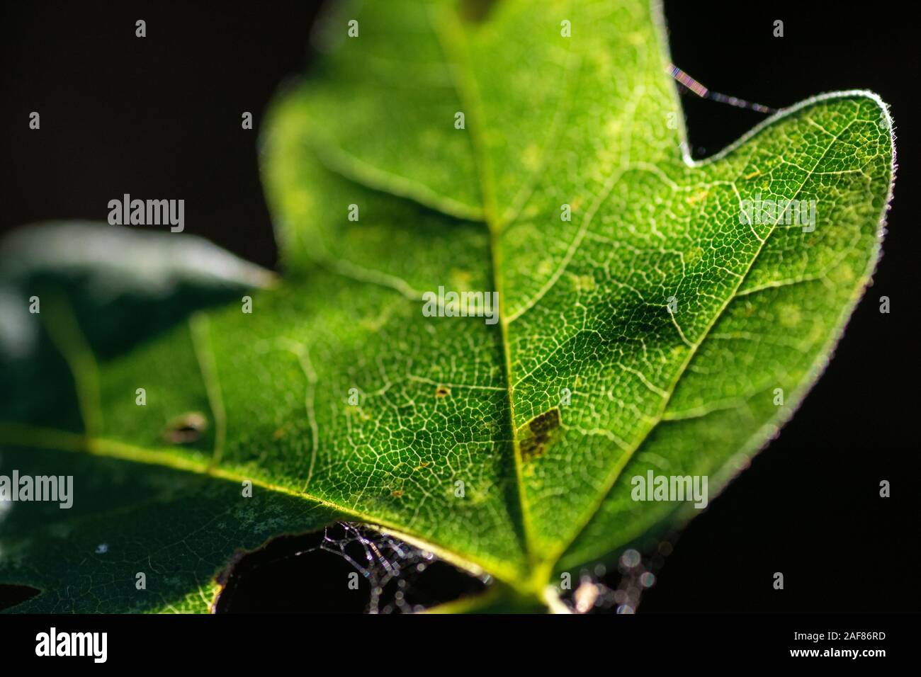 Field maple (acer campestre) leaf Stock Photo - Alamy
