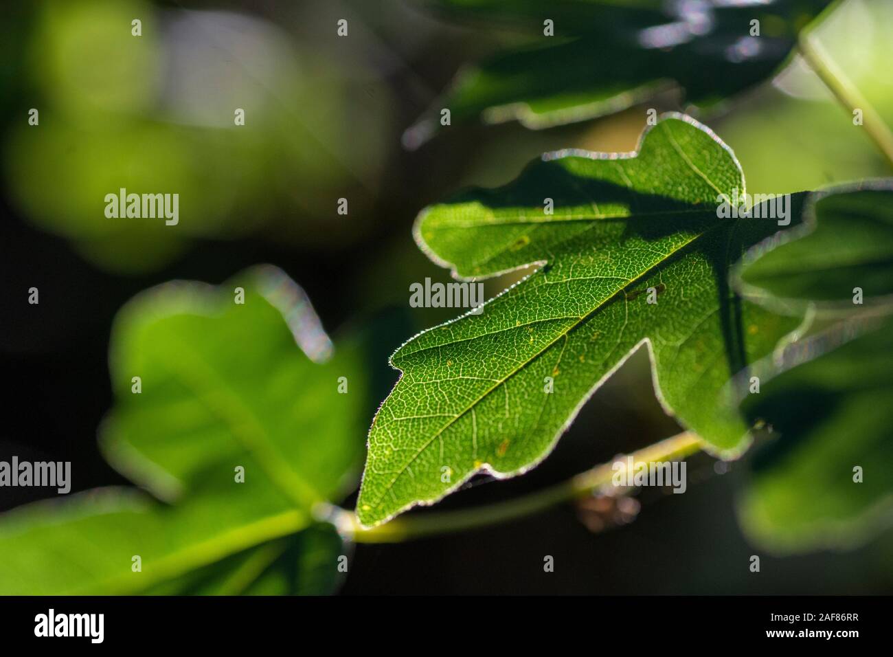 Field maple (acer campestre) leaf Stock Photo - Alamy