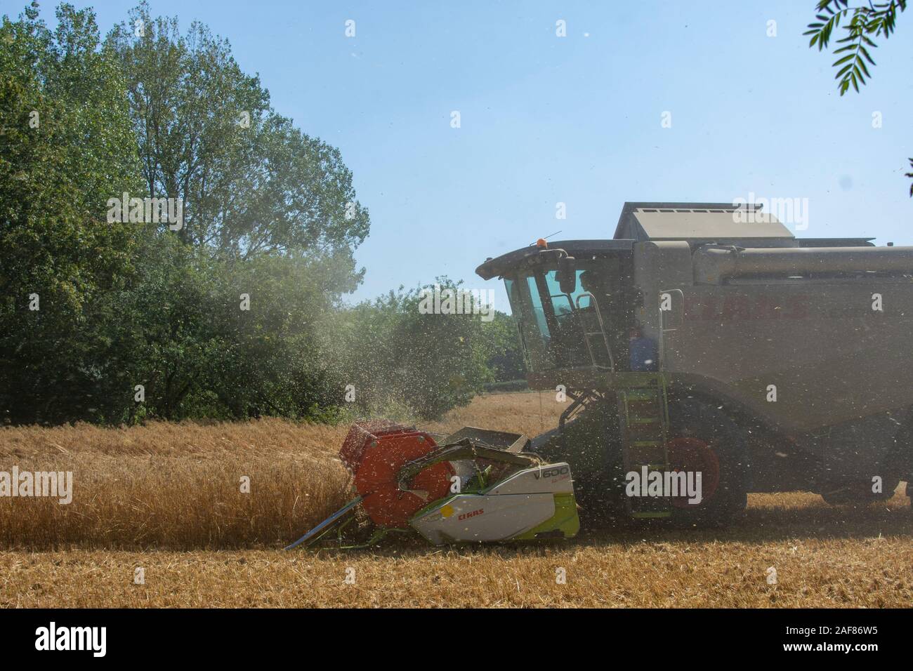 Combine harvester combining oats Stock Photo - Alamy