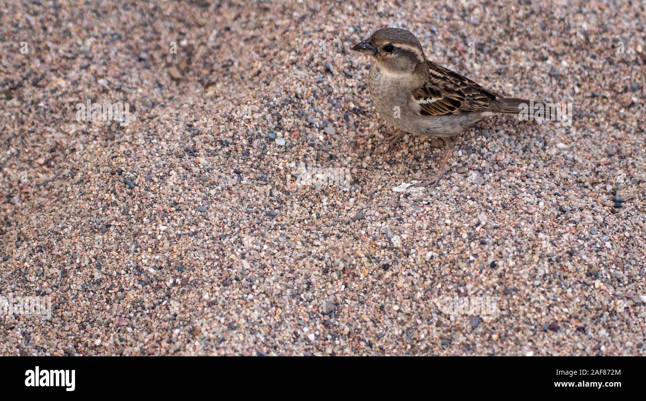 view of a little sparrow Stock Photo - Alamy