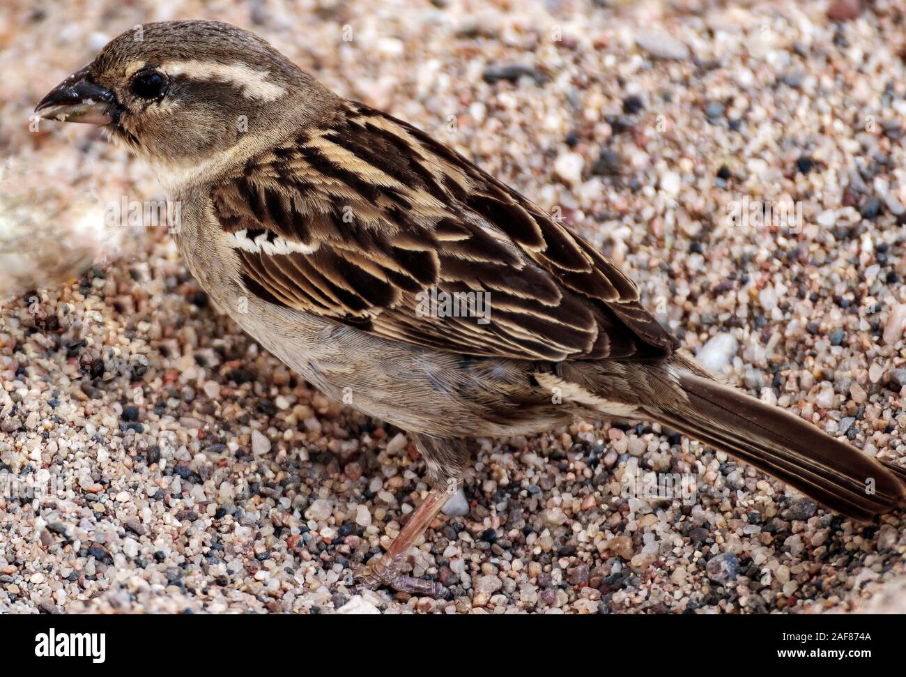 view of a little sparrow Stock Photo - Alamy