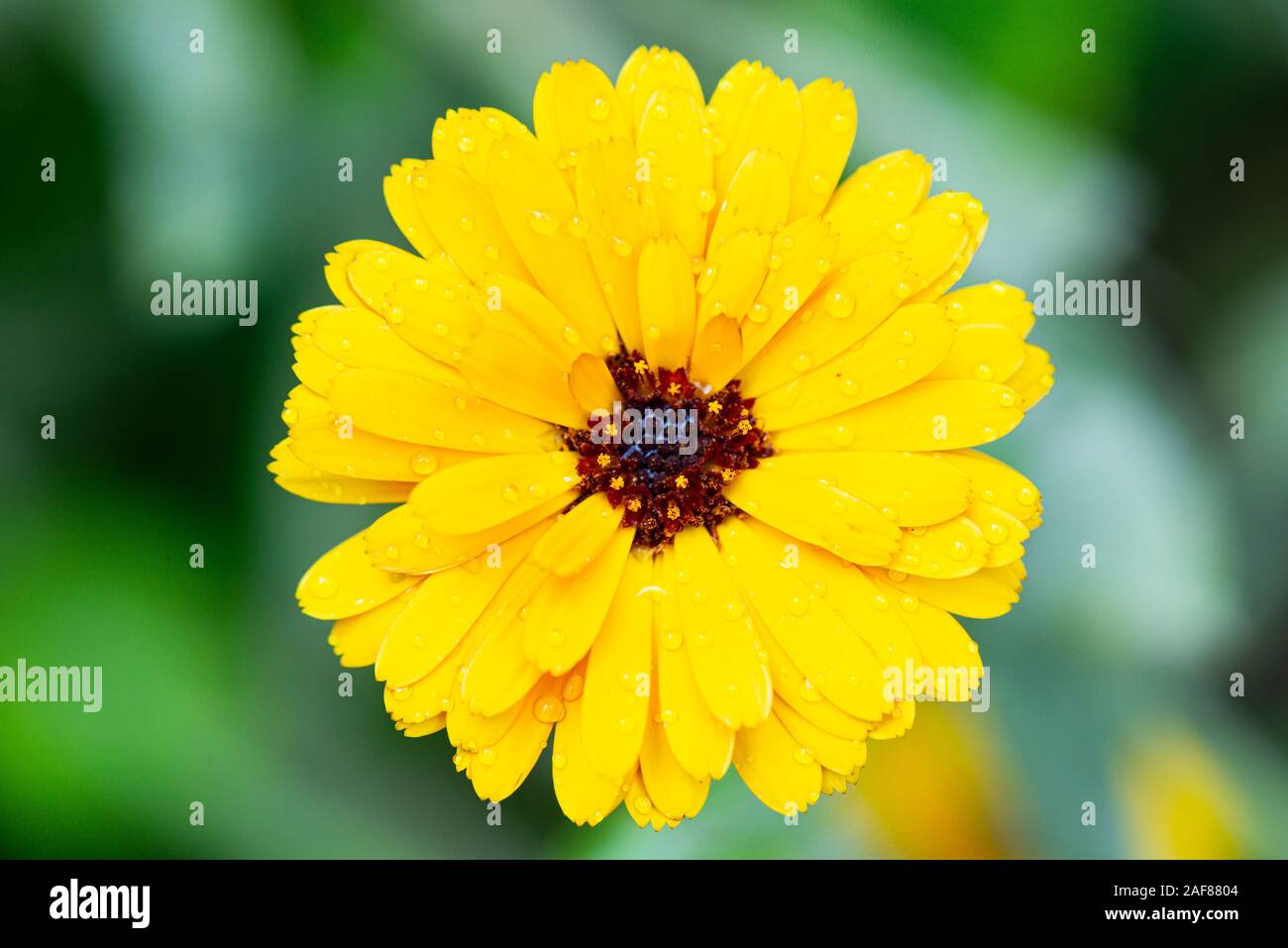 Common marigold double cultivar hi-res stock photography and images - Alamy