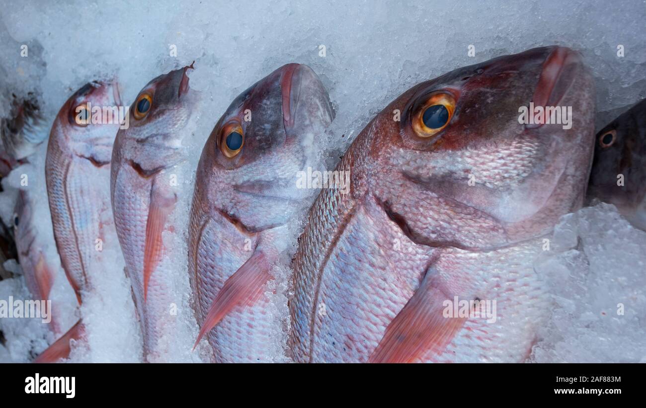 Freshly frozen red seabream at a fish market in Tenerife, a bony fish ...