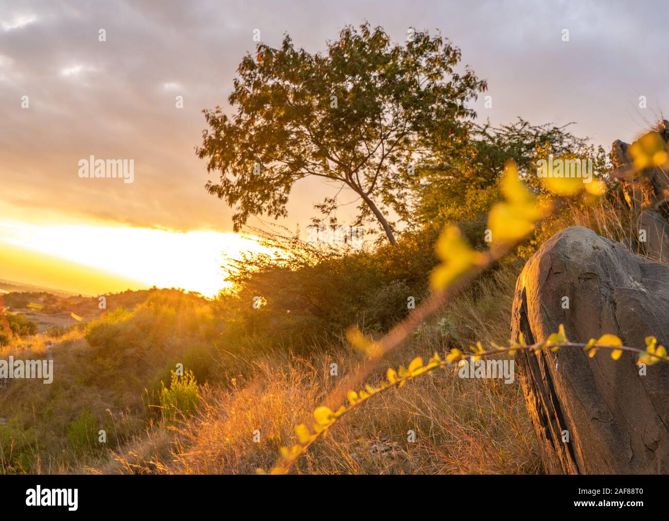 Tree glowing in sunshine hi-res stock photography and images - Alamy