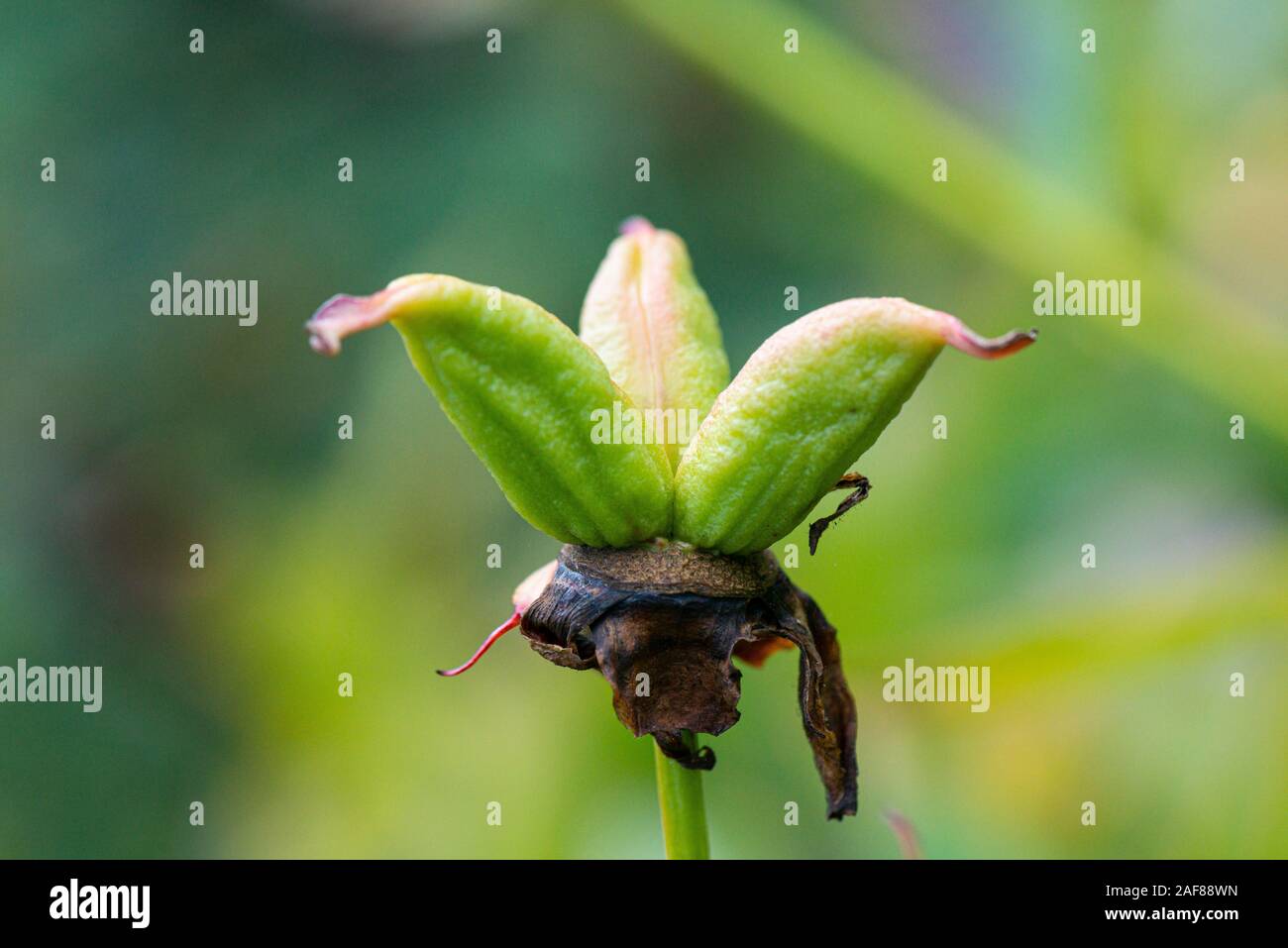 The seed pods of a peony Stock Photo - Alamy