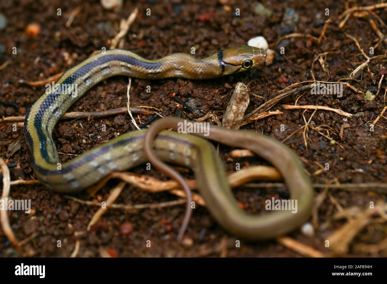 The radiated ratsnake, copperhead rat snake or copper-headed trinket ...