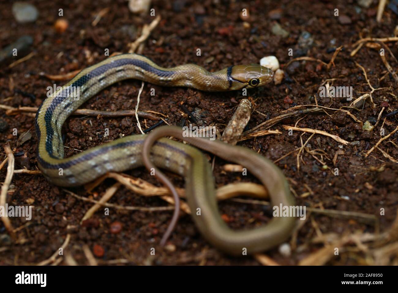 The radiated ratsnake, copperhead rat snake or copper-headed trinket ...