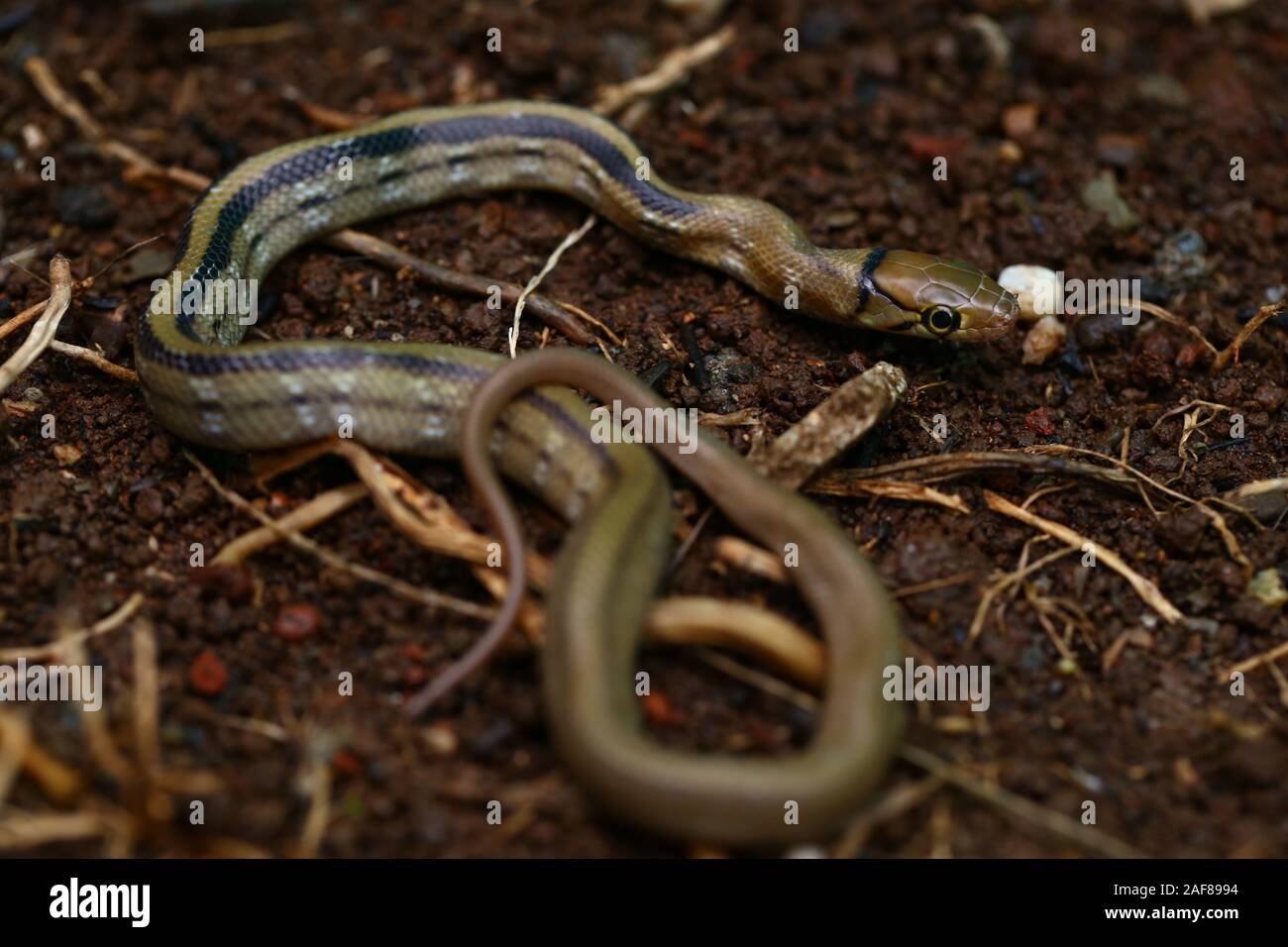 The radiated ratsnake, copperhead rat snake or copper-headed trinket ...