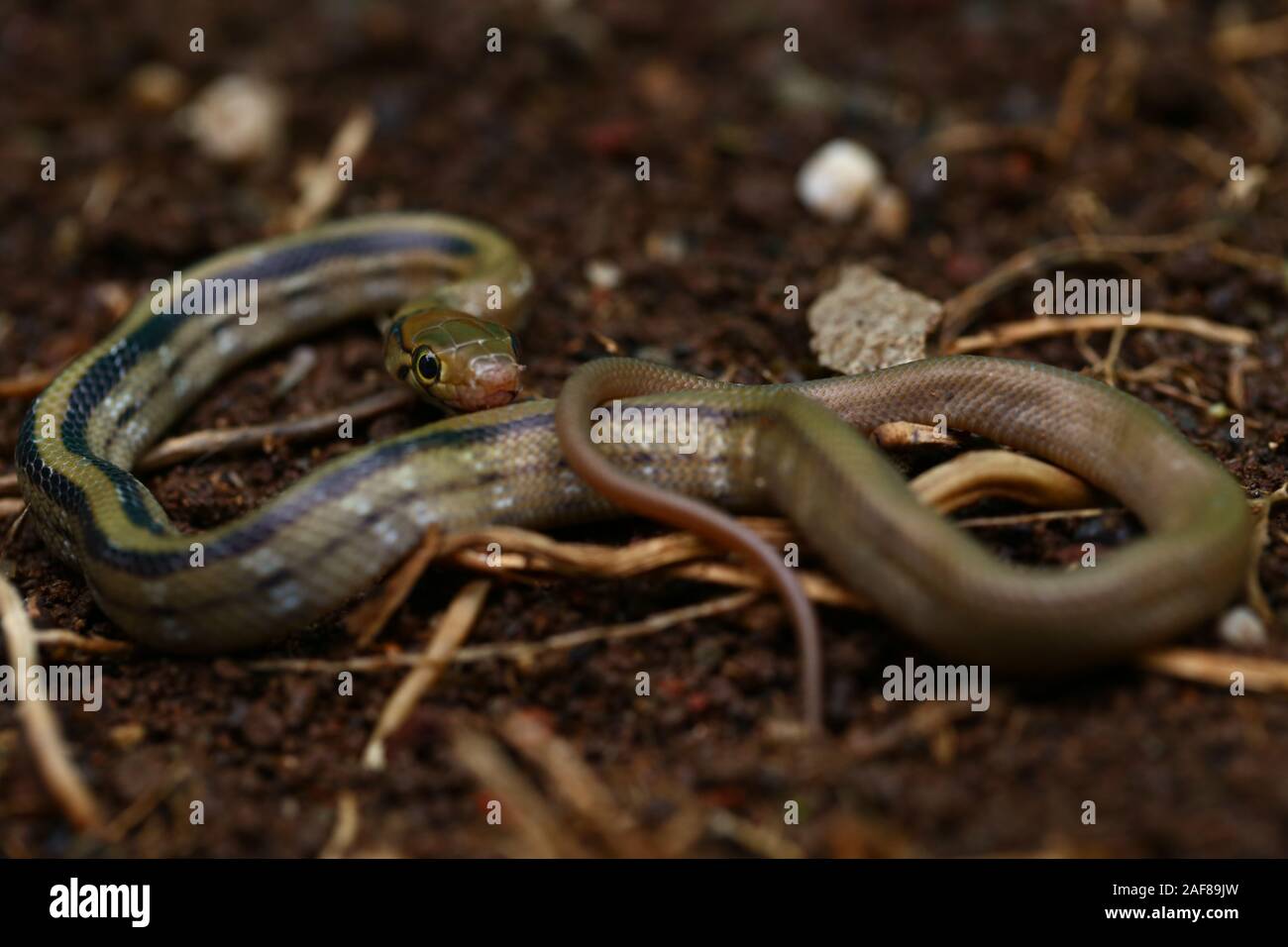 The radiated ratsnake, copperhead rat snake or copper-headed trinket ...