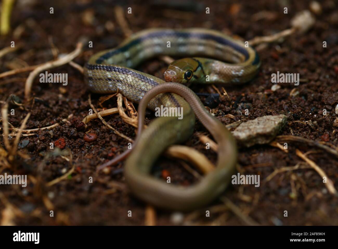 The radiated ratsnake, copperhead rat snake or copper-headed trinket ...